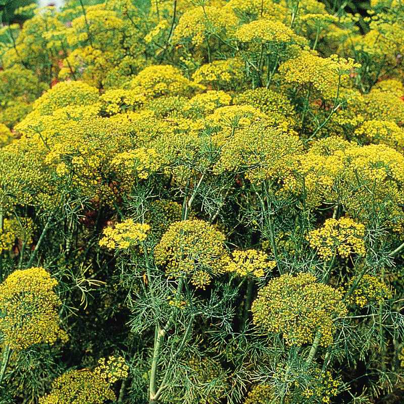 Greek Oregano | Plant Addicts