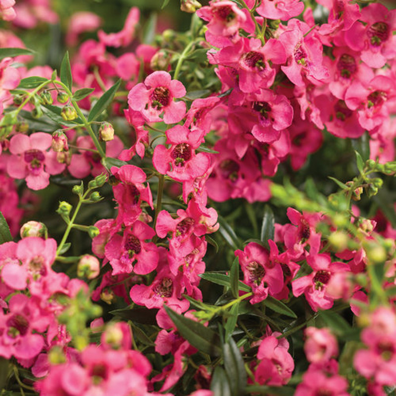 Summer Snapdragons | Angelonia | Plant Addicts