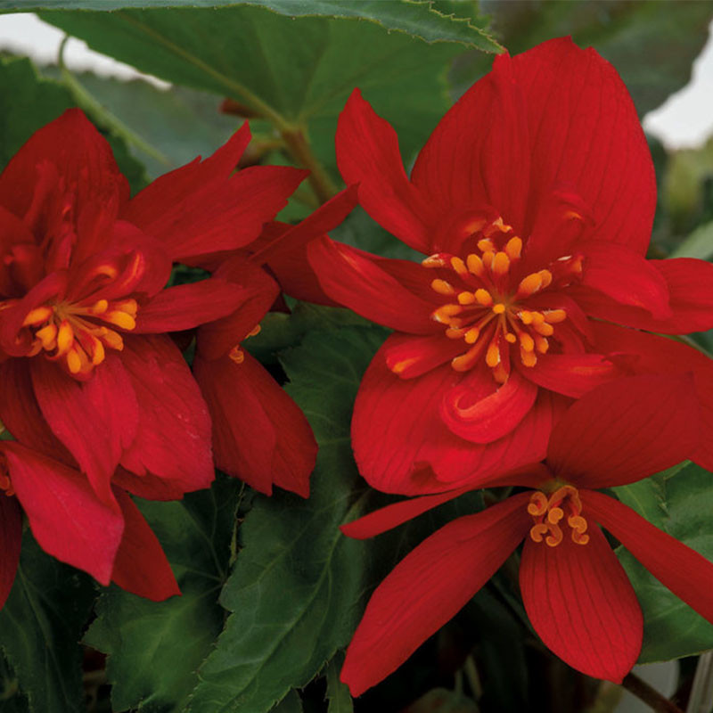Nonstop® Red Begonia | Plant Addicts