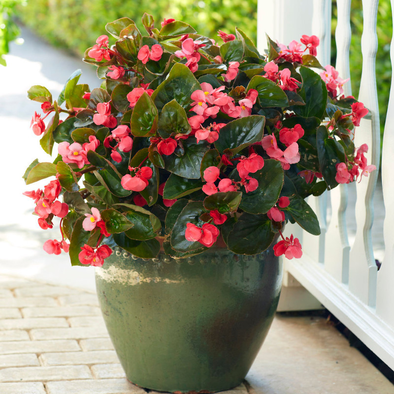 Double Up Red Begonia | Plant Addicts