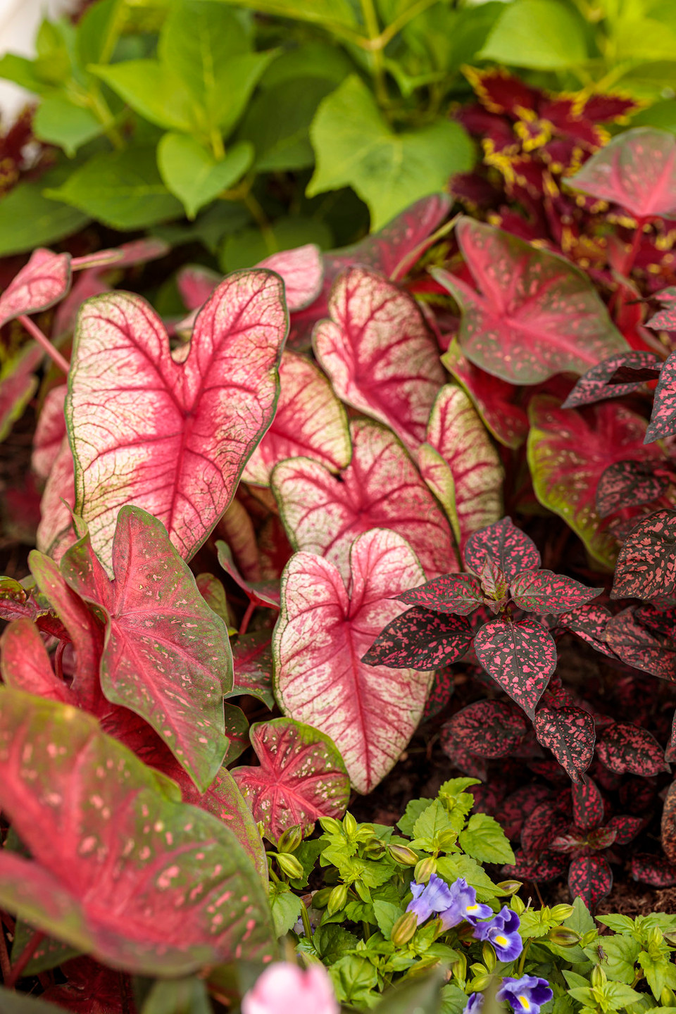 Heart to Heart® Radiance Caladium | Plant Addicts