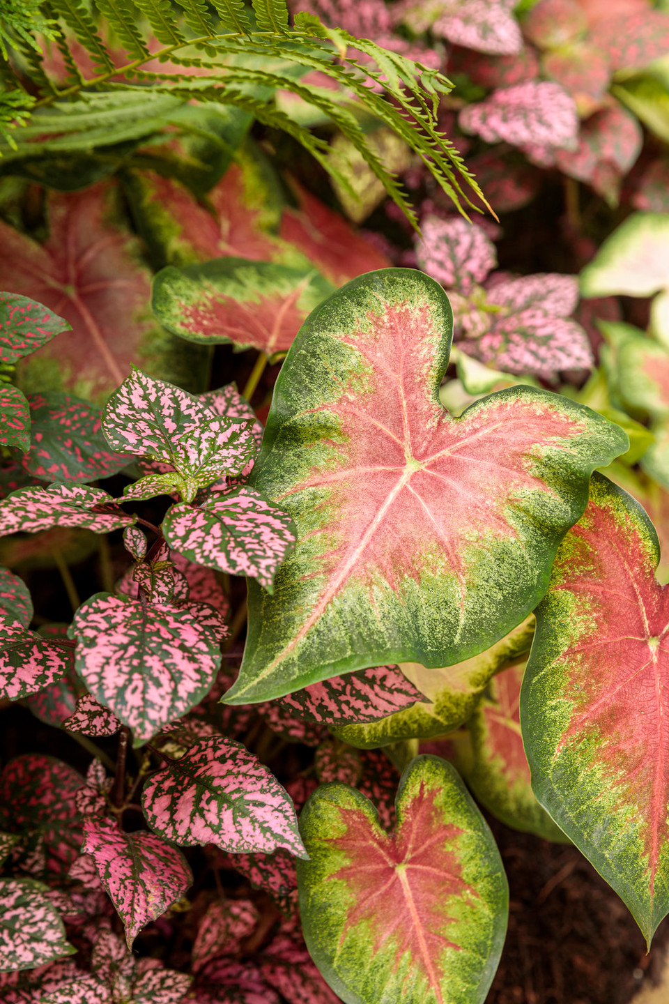 Heart to Heart® Rose Glow Caladium | Plant Addicts