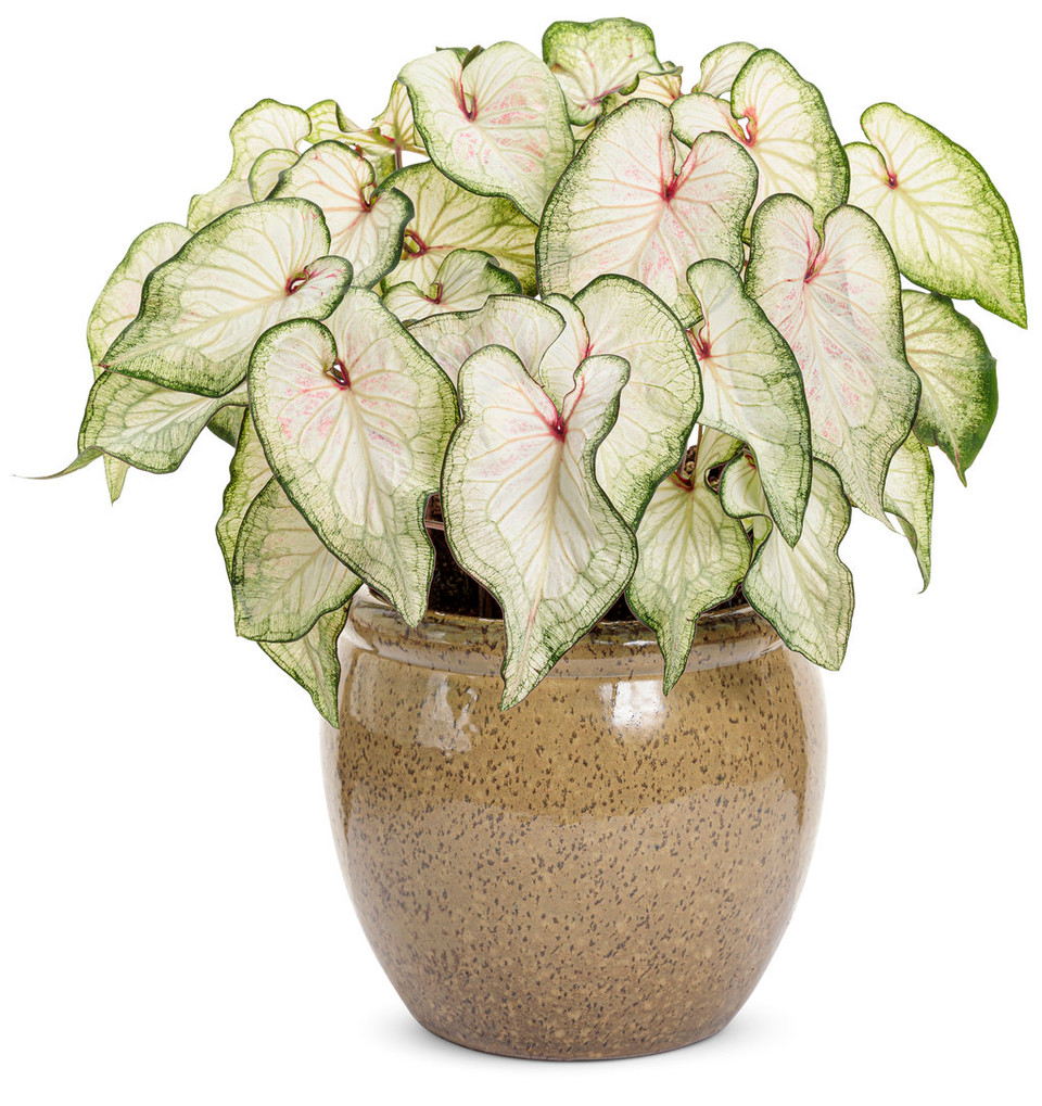 Heart to Heart® White Wonder Caladium | Plant Addicts