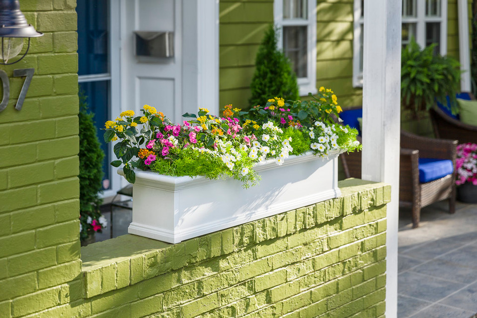 Superbells® Over Easy Calibrachoa | Plant Addicts