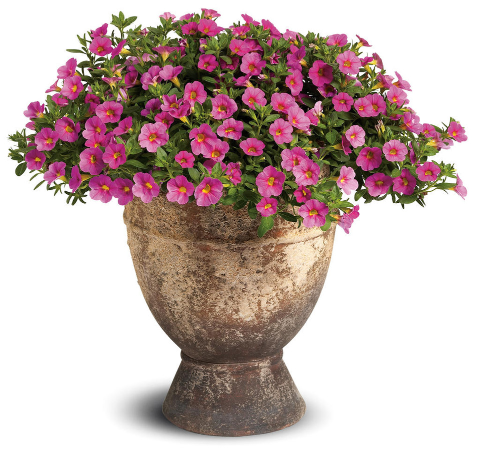 Superbells® Pink Calibrachoa | Plant Addicts