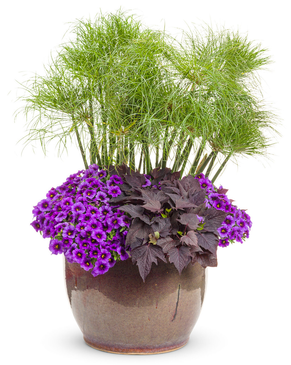 Graceful Grasses® Prince Tut Dwarf Egyptian Papyrus | Plant Addicts