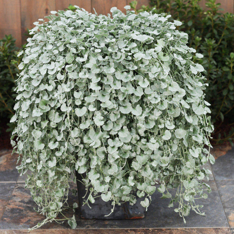 Diamond Frost® Euphorbia | Plant Addicts