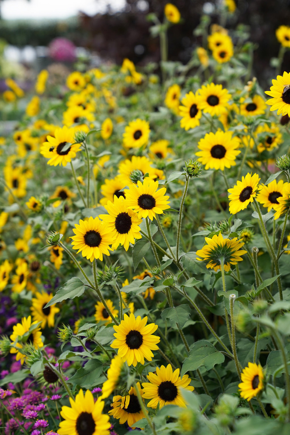 Suncredible® Yellow Sunflower | Plant Addicts