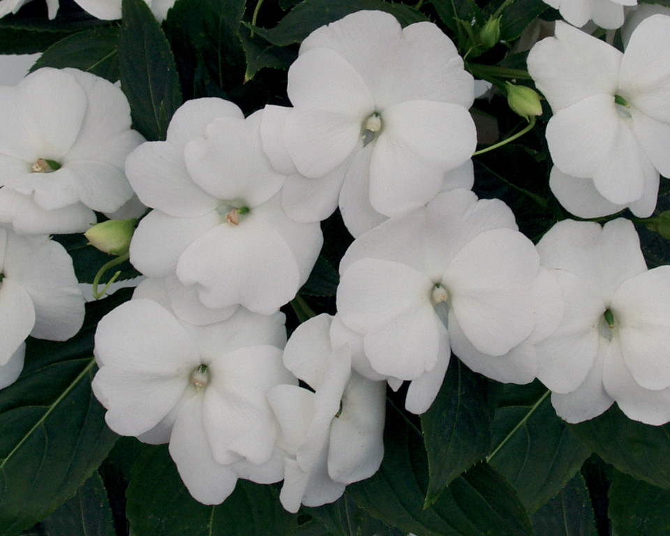 Infinity® White Impatiens | Plant Addicts