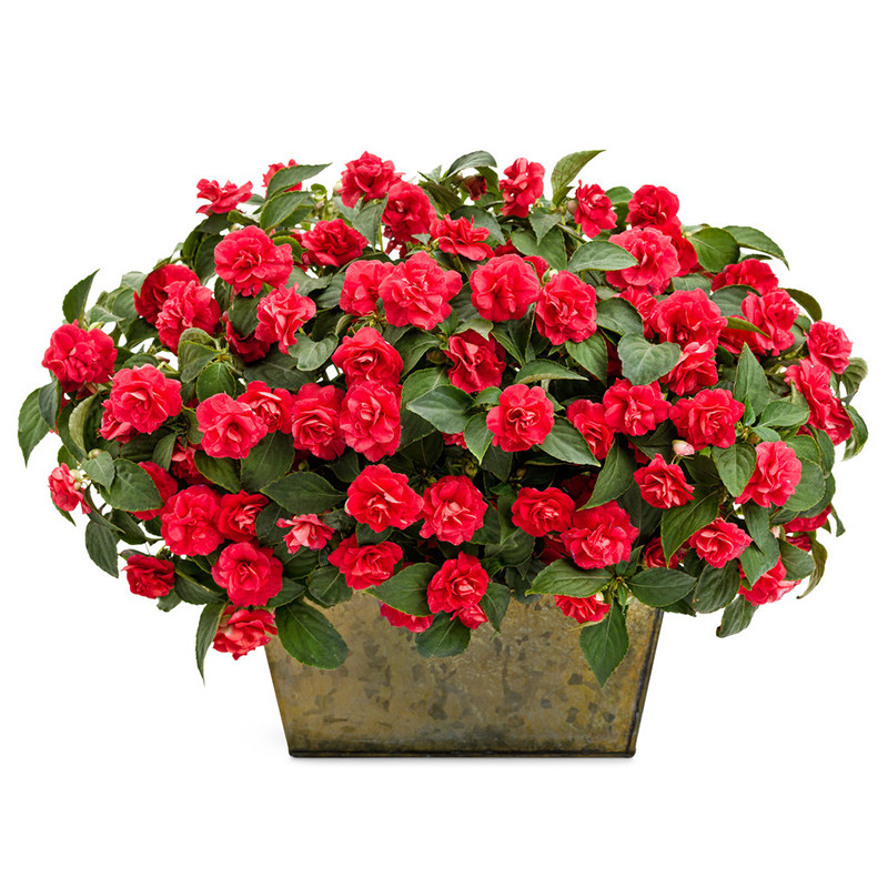 SunPatiens® Compact Deep Red Impatiens | Plant Addicts