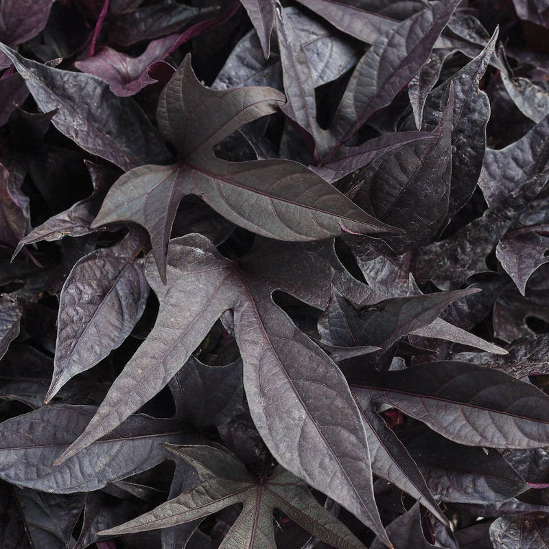 Proven Accents® Tricolor Sweet Potato Vine | Plant Addicts