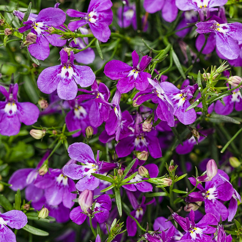 Laguna® Dark Blue Lobelia | Plant Addicts