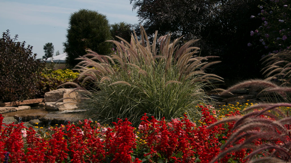 Graceful Grasses® 'Sky Rocket' Fountain Grass | Plant Addicts