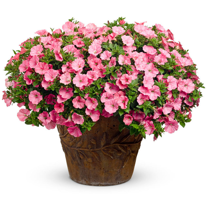 Supertunia® Trailing Silver Petunia | Plant Addicts
