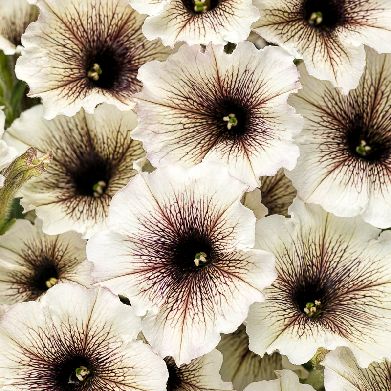 Supertunia® Daybreak Charm Petunia | Plant Addicts