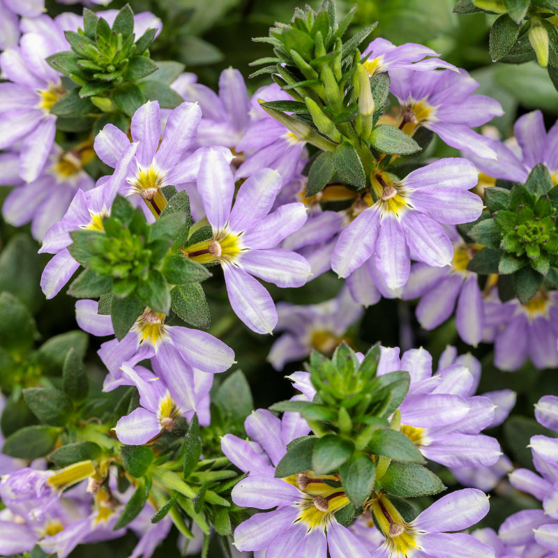Whirlwind® Pink Fan Flower | Plant Addicts