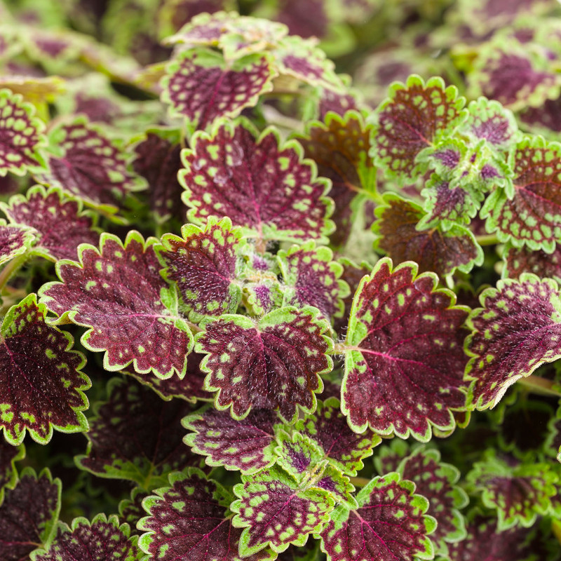ColorBlaze® Strawberry Drop Coleus | Plant Addicts