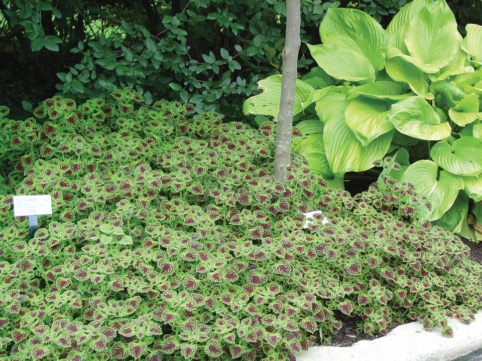 ColorBlaze® Chocolate Drop Coleus | Plant Addicts