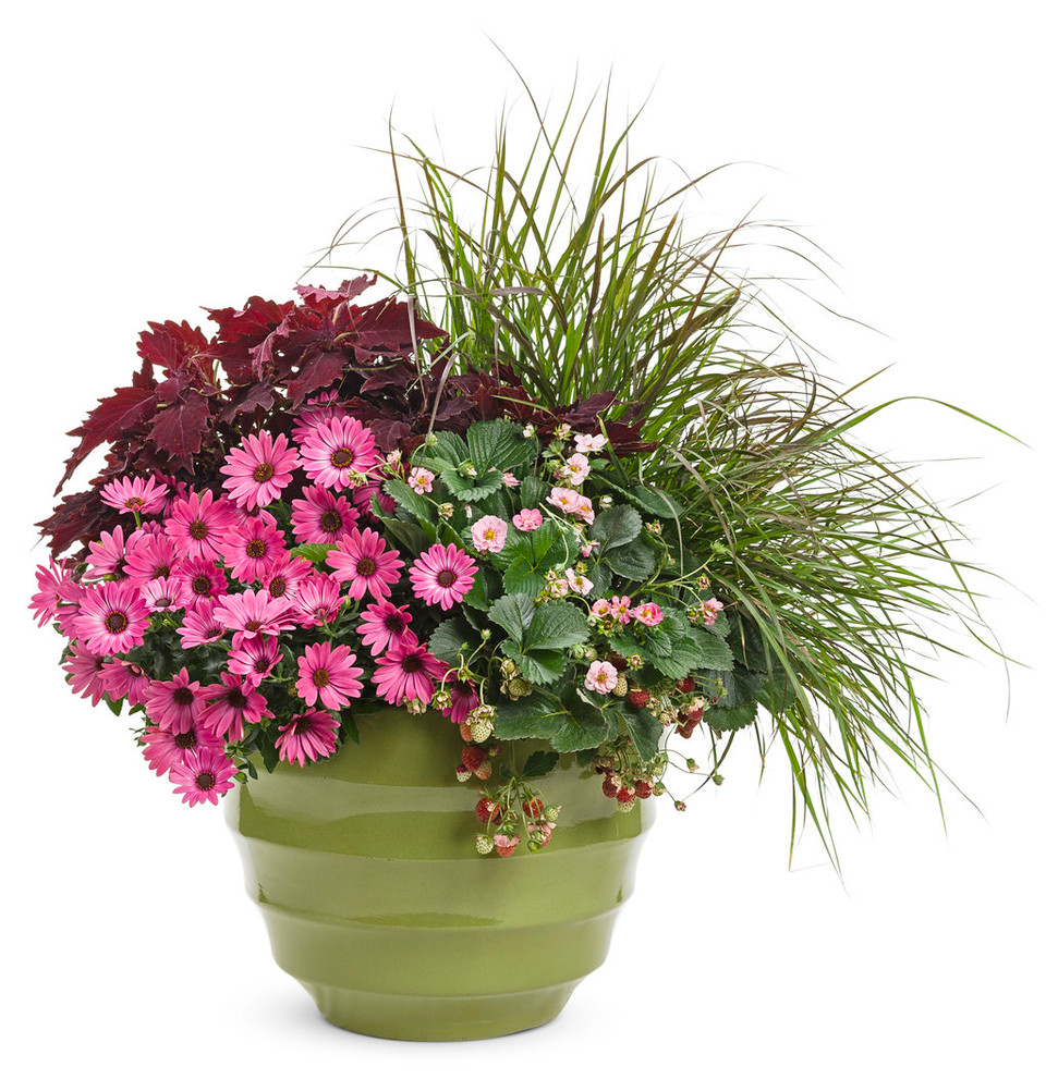ColorBlaze® Royale Cherry Brandy® Coleus | Plant Addicts
