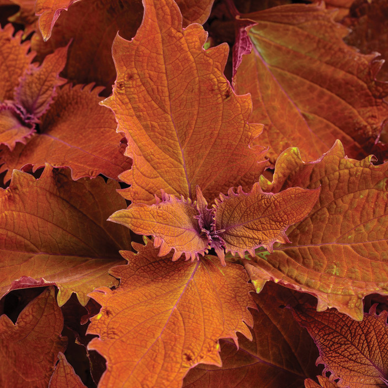 ColorBlaze® Velveteen® Coleus | Plant Addicts