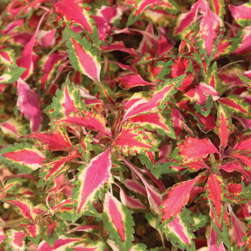 Pink Chaos Coleus | Plant Addicts