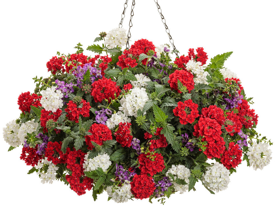 Superbena® Red Verbena | Plant Addicts