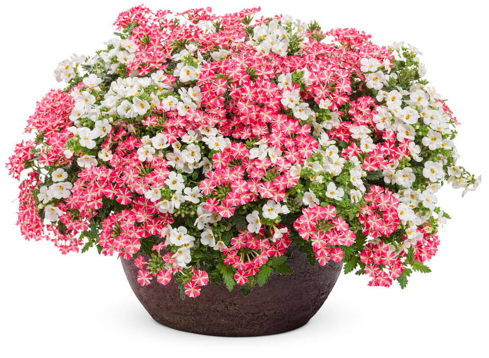 Superbena Royale® Cherryburst Verbena | Plant Addicts
