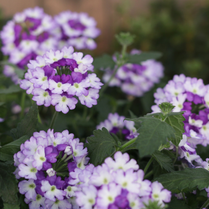 Superbena Sparkling® Amethyst Verbena | Plant Addicts