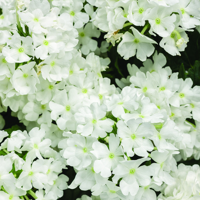Superbena Sparkling® Amethyst Verbena | Plant Addicts