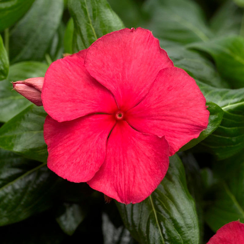 Cora® Cascade Polka Dot Vinca | Plant Addicts
