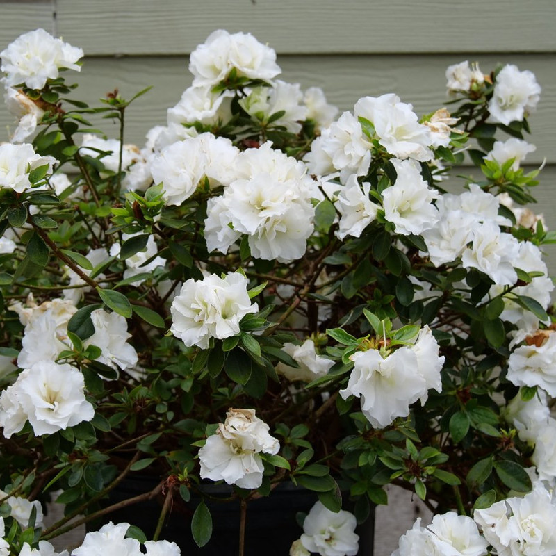 Girard's Pleasant White Evergreen Azalea | PlantAddicts.com