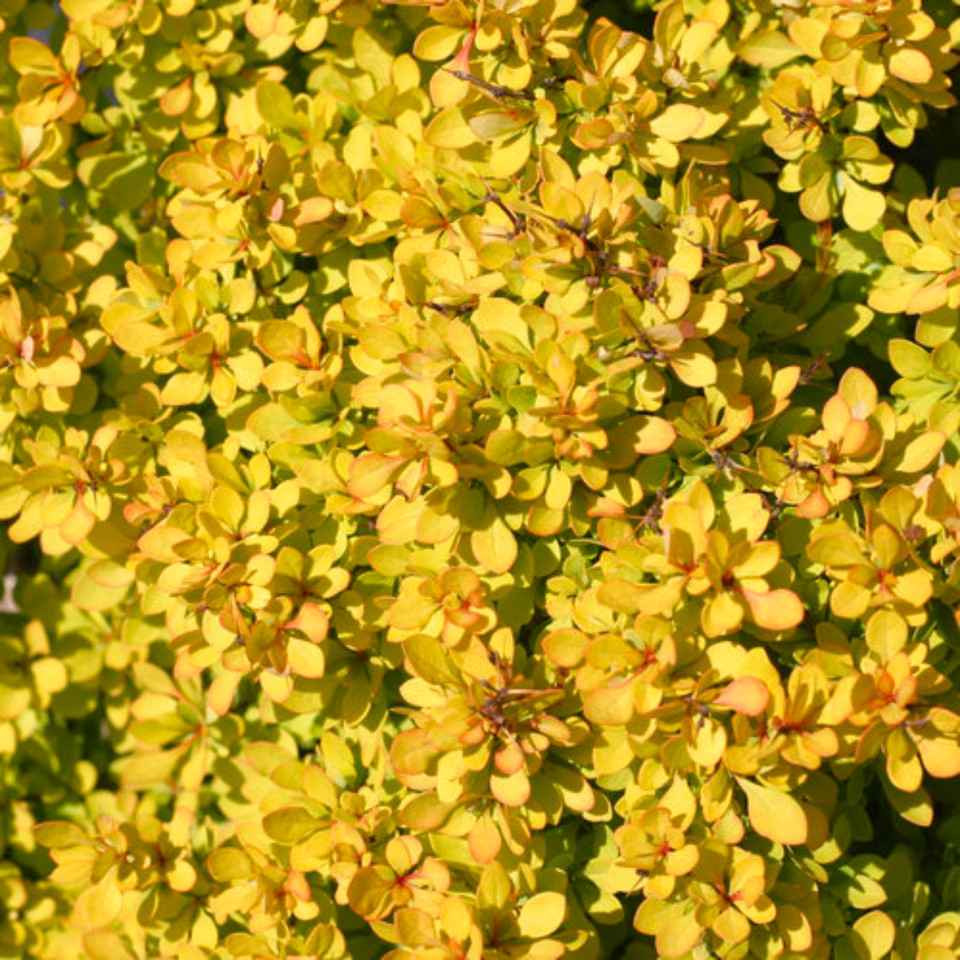 Sunjoy® Mini Saffron Barberry | Plant Addicts
