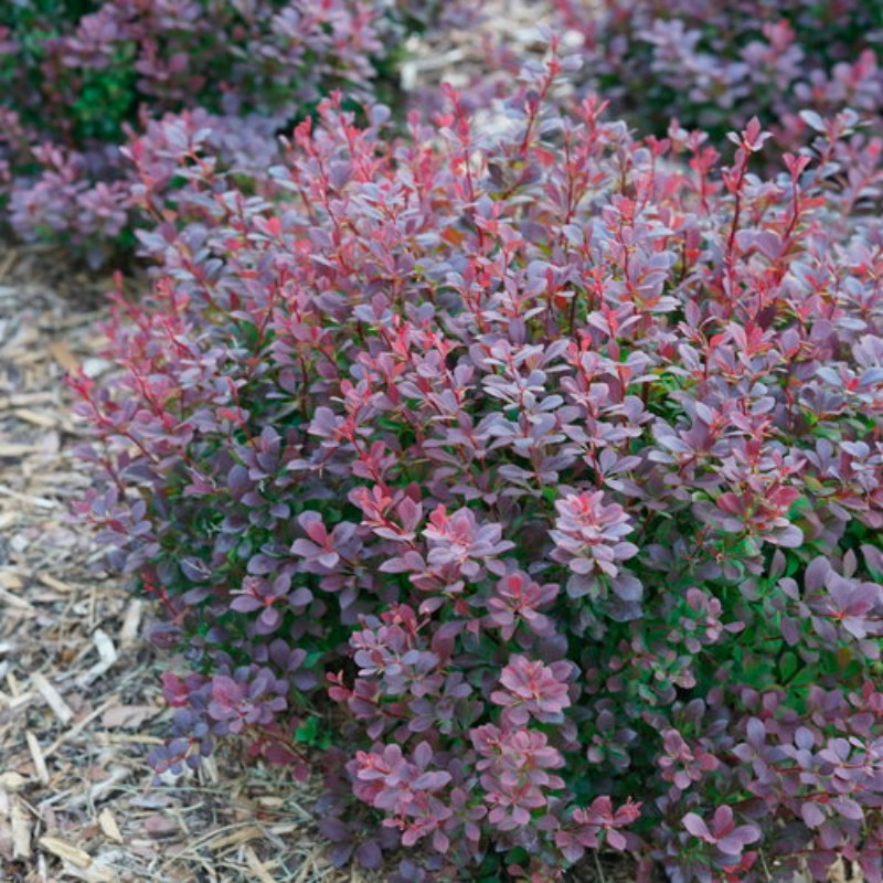 Sunjoy® Mini Saffron Barberry | Plant Addicts