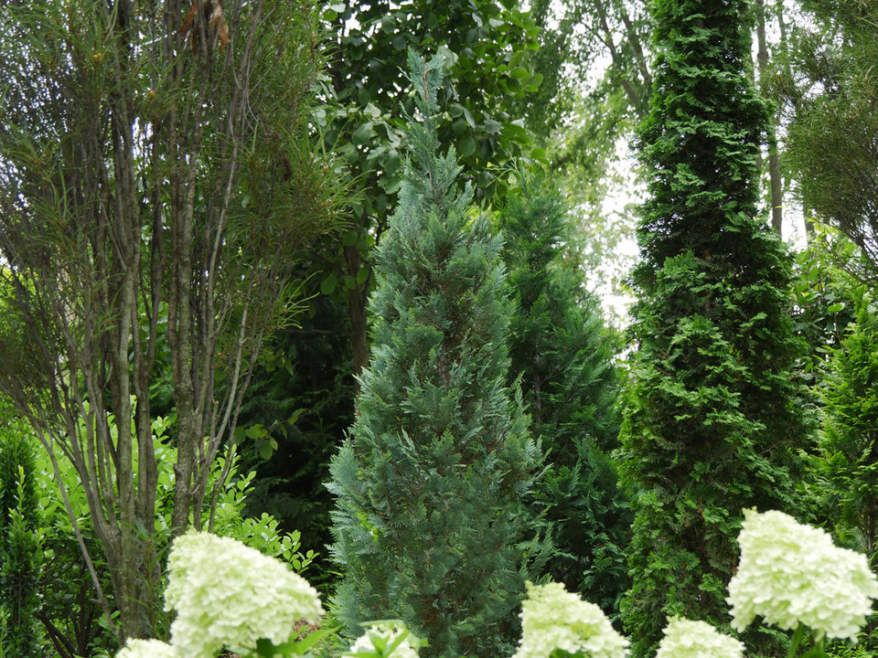 Pinpoint® Blue False Cypress | Plant Addicts