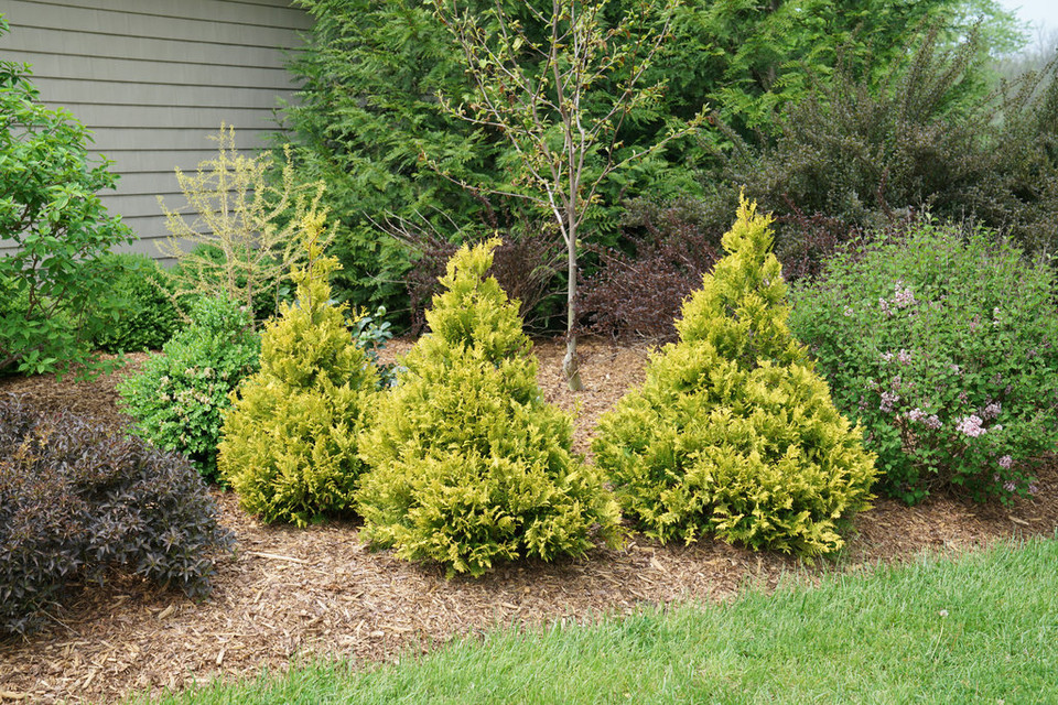 Soft Serve® Gold False Cypress | Plant Addicts