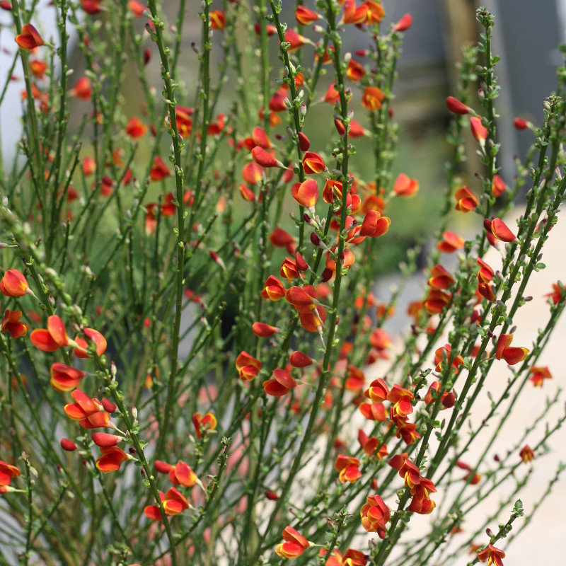 Sister Redhead® Scotch Broom | Plant Addicts