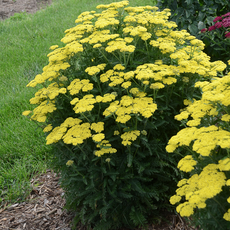 Firefly Hydrangea | Plant Addicts