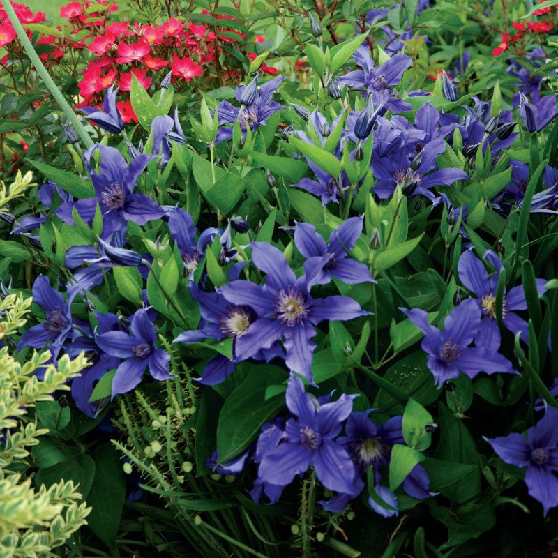 Clematis Plants | Plant Addicts