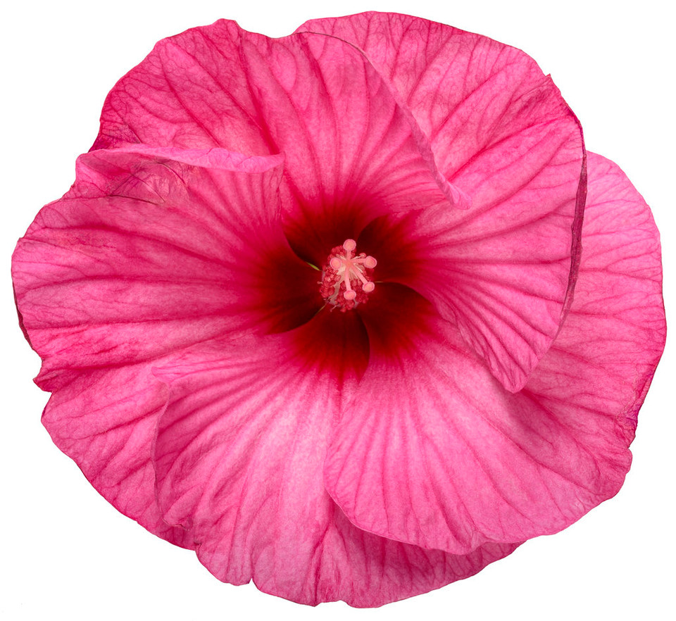 Summerific® Candy Crush Hibiscus | Plant Addicts