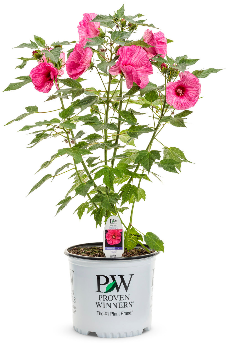 Summerific® Evening Rose Hibiscus | Plant Addicts