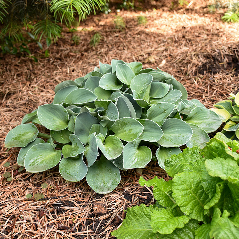 Island Breeze Hosta | Plant Addicts