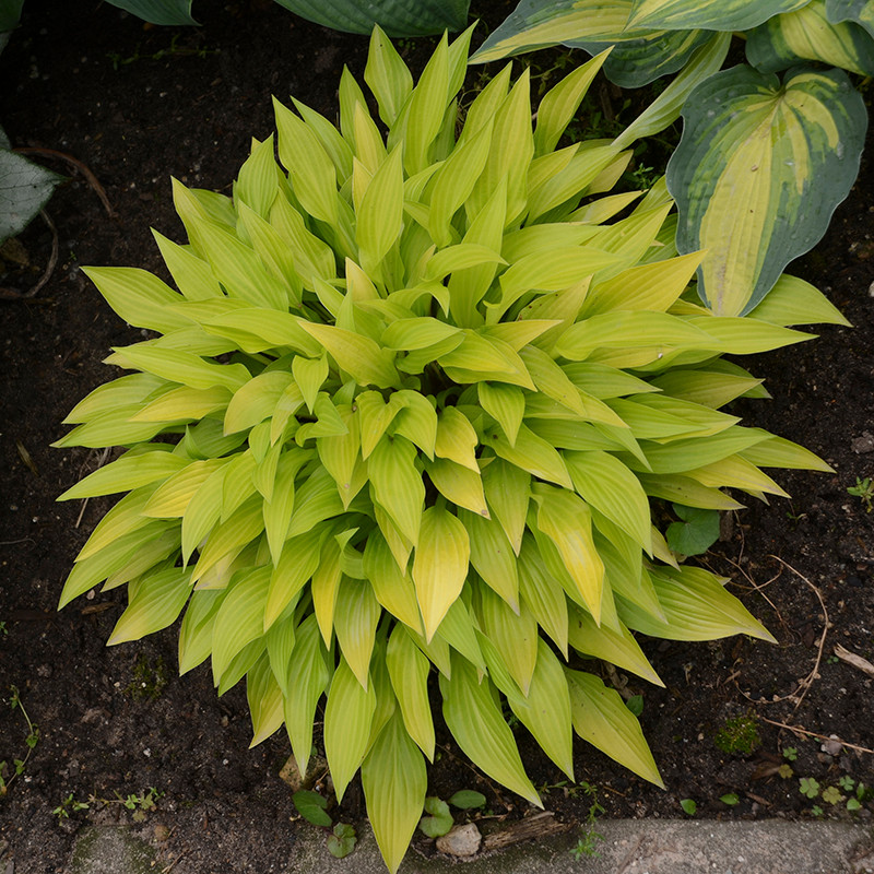 Fire and Ice Hosta | Plant Addicts
