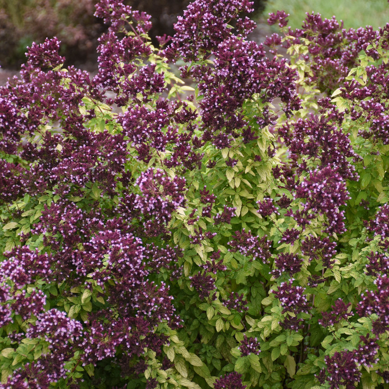 Italian Oregano | Plant Addicts