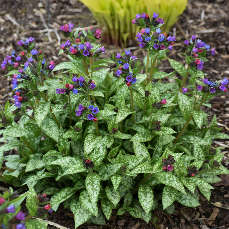 Twinkle Toes Lungwort | Plant Addicts