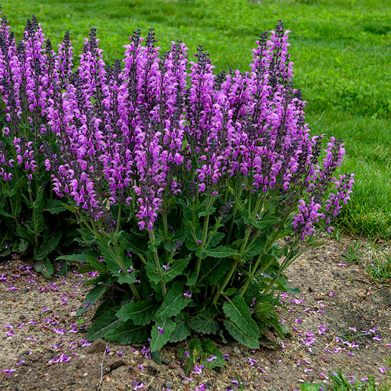 Violet Profusion Salvia | Plant Addicts