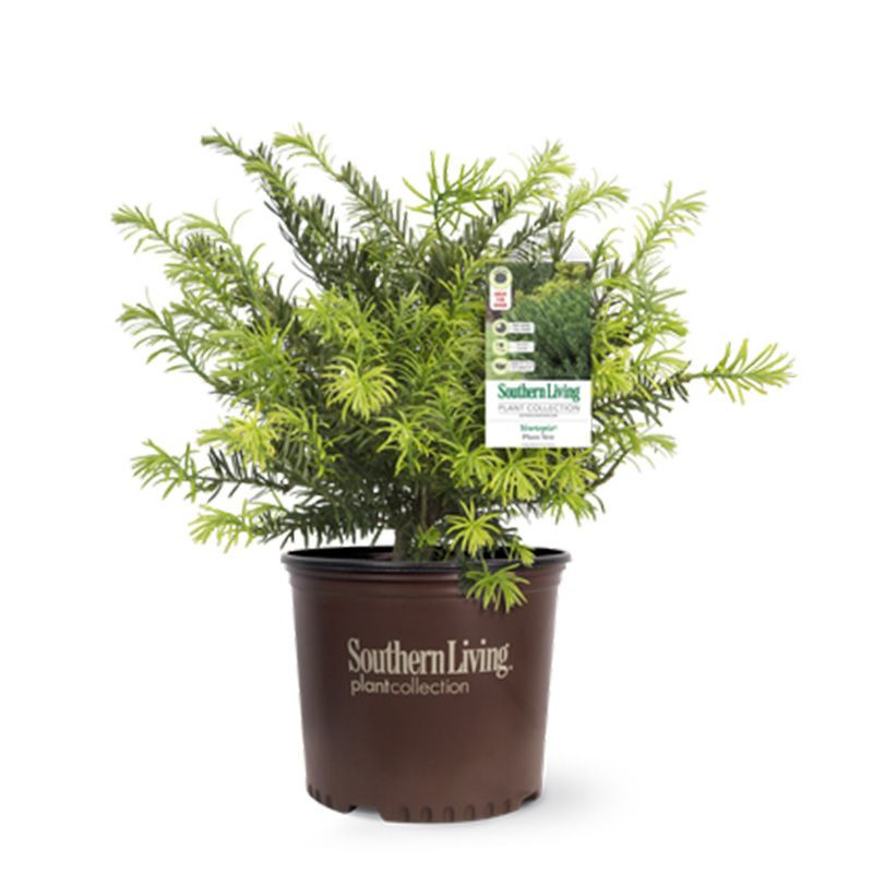 Yewtopia Plum Yew | PlantAddicts.com