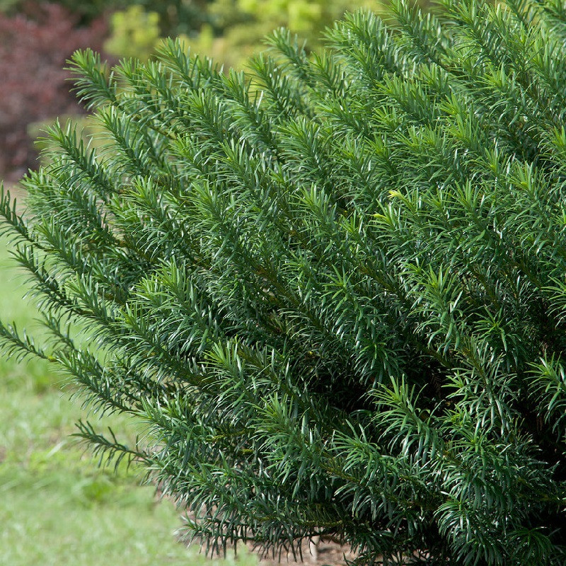 Yew Shrubs | Plant Addicts