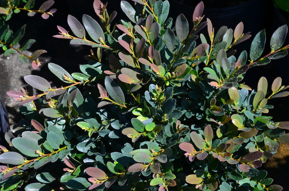 CopperTone Distylium | PlantAddicts.com