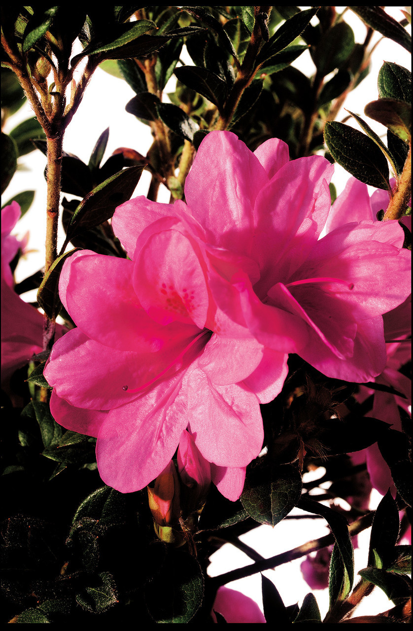 Autumn Empress Encore Azalea | PlantAddicts.com