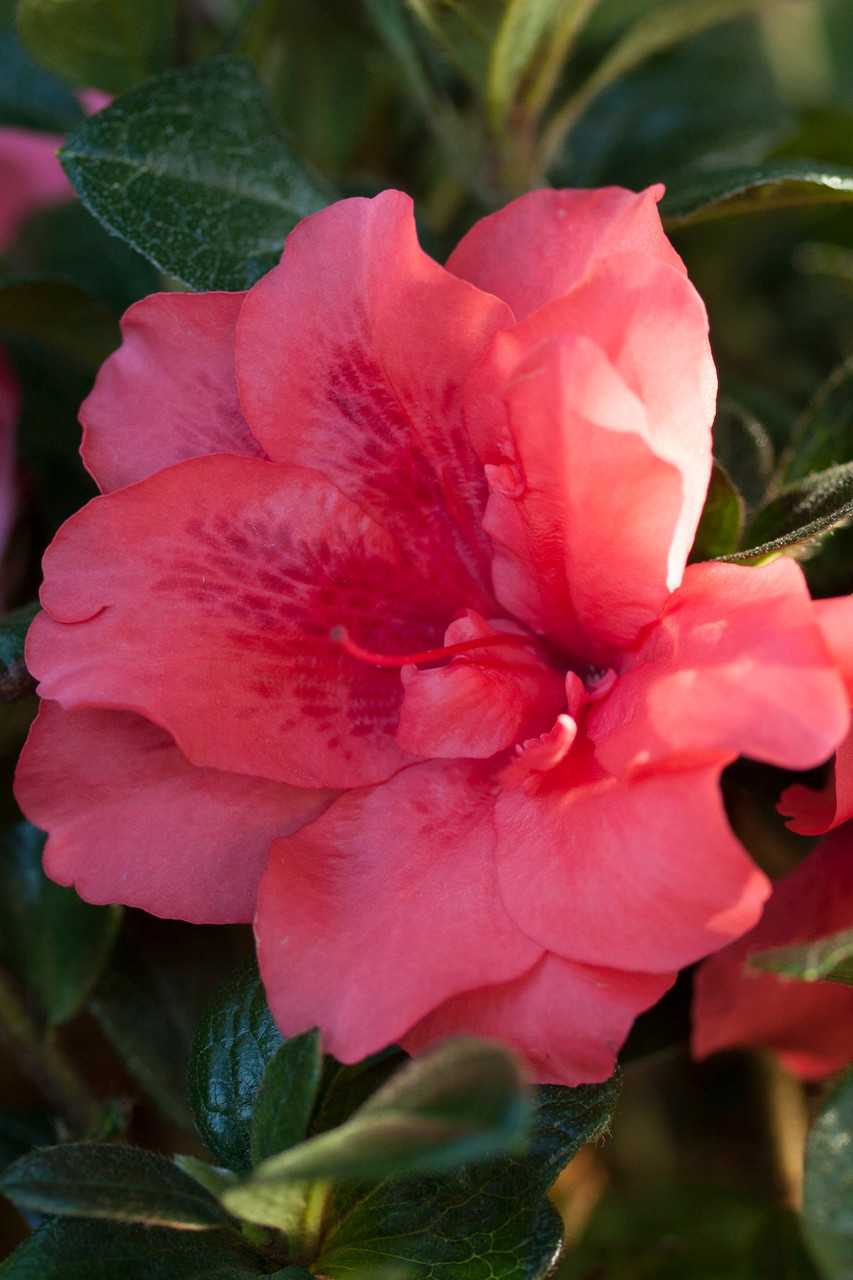 Autumn Princess Encore Azalea | PlantAddicts.com
